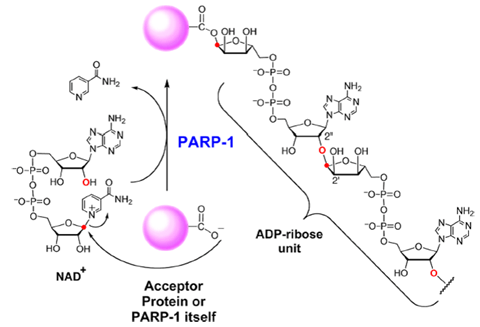 PARP抑制剂：给癌细胞下个套- X-MOL资讯