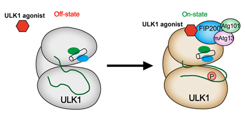 Chem. Sci.：首个靶向自噬启动因子ULK1的小分子激动剂作为抗三阴性乳腺癌的新型候选药物- X-MOL资讯