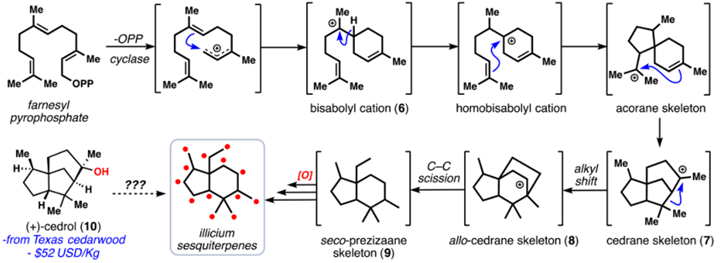 JACS & Angew，“萌”教授再发两篇精彩全合成- X-MOL资讯
