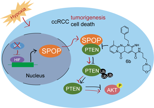 科学家发现并确证肾癌治疗新靶点——SPOP- X-MOL资讯