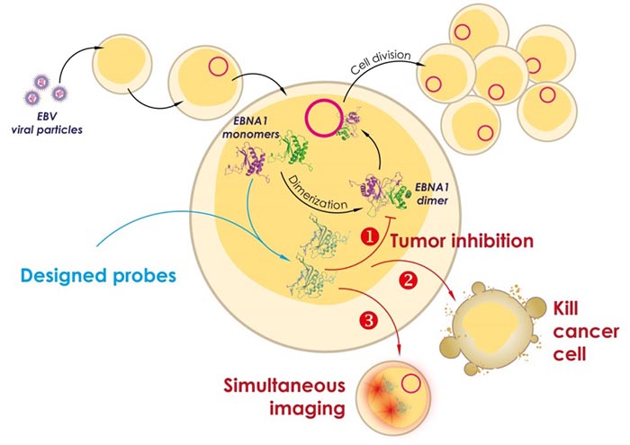 以EBNA1为靶点的荧光多肽抑制剂令EBV阳性肿瘤细胞无所遁形！- X-MOL资讯