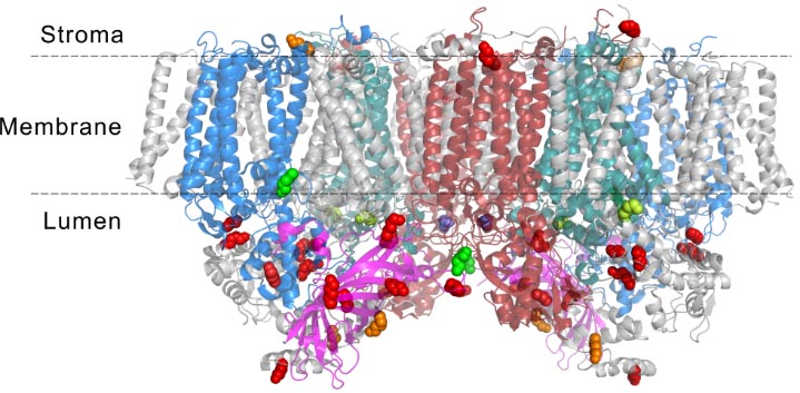 活性共价化学标记-质谱分析蛋白质复合物局部微观结构- X-MOL资讯