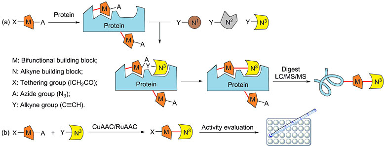 利用捆绑式原位点击化学发现细胞可渗透的O-GlcNAc转移酶抑制剂- X-MOL资讯