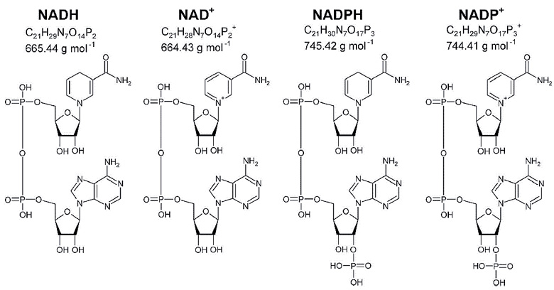 基于非均相化学催化法再生辅酶NAD(P)H- X-MOL资讯