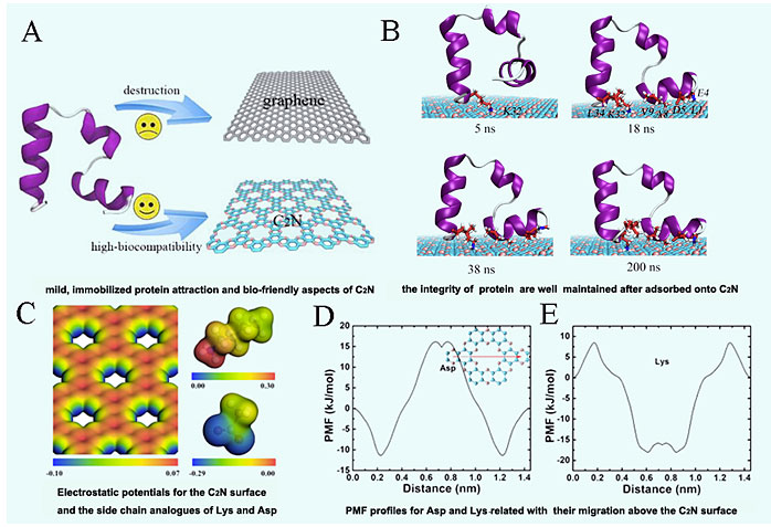 多孔氮化石墨烯（C2N）纳米材料的生物效应探索- X-MOL资讯