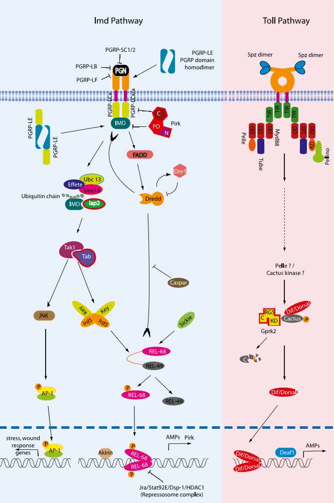 Immunity丨复旦李继喜组等在天然免疫NF-kB信号领域取得新进展- X-MOL资讯