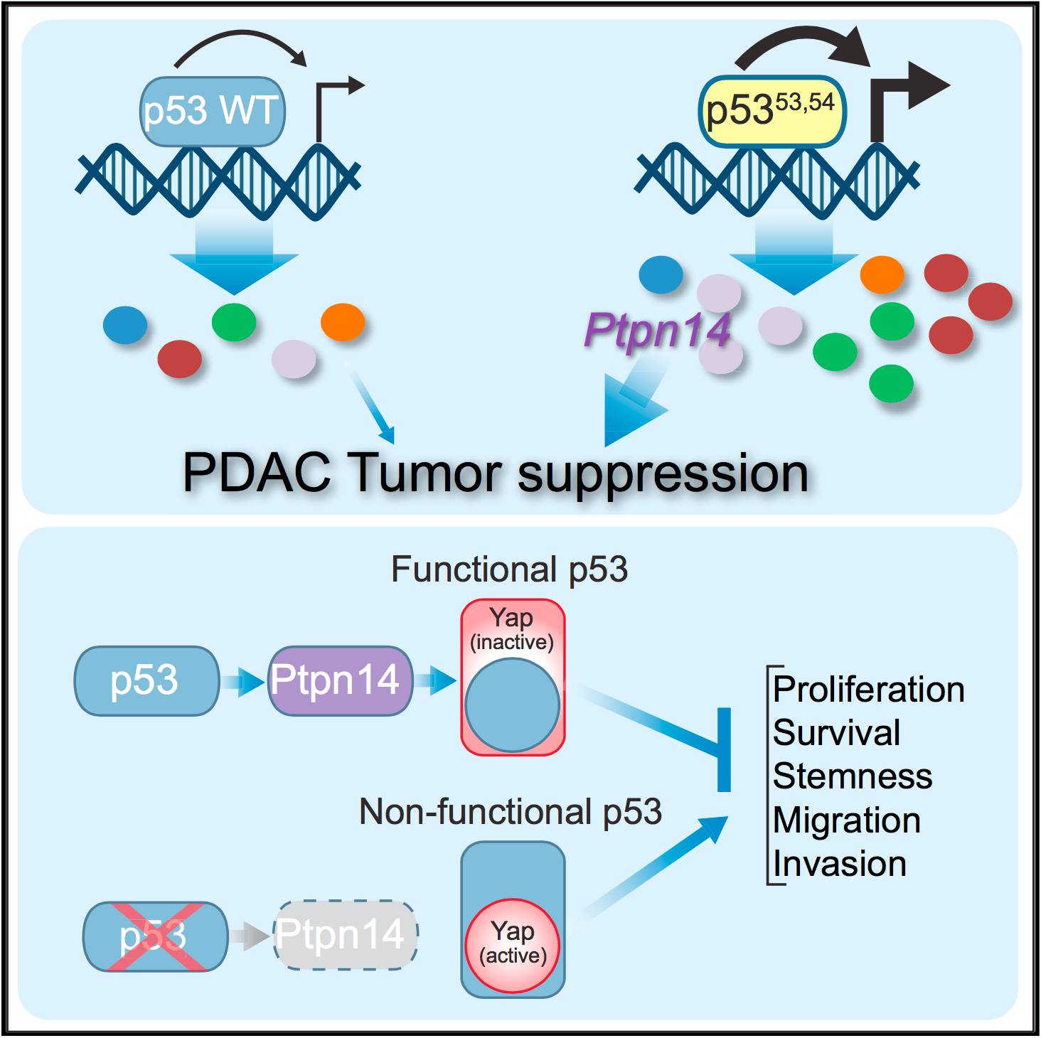 《细胞》子刊：神突变！大逆转！斯坦福科学家发现可强力抑癌的p53突变，可有效预防癌症发生 | 科学大发现- X-MOL资讯