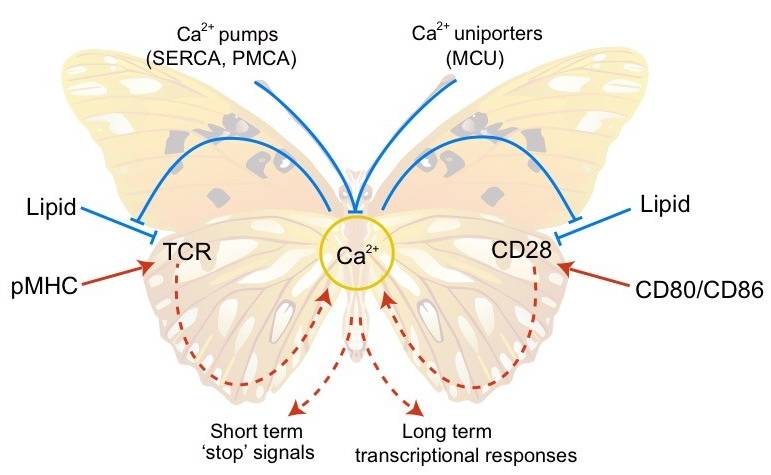 NSMB丨许琛琦组等揭示T细胞共刺激受体CD28的活性调控机制- X-MOL资讯