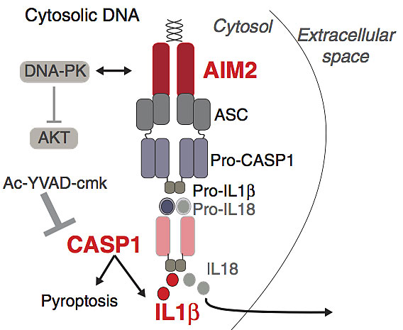 颠覆常识：Nature报道称炎症使皮肤产生记忆，并能更快愈合- X-MOL资讯