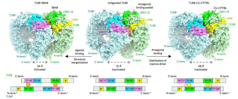 清华尹航团队Nature子刊：牢牢“锁住”TLR8的小分子抑制剂- X-MOL资讯