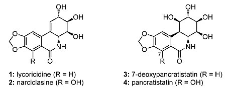 Angew热门文章：溴苯去芳构化指导天然产物lycoricidine和narciclasine的全合成- X-MOL资讯
