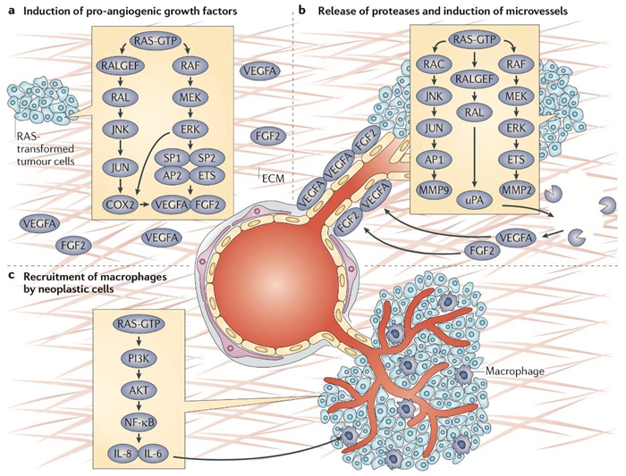 《细胞》子刊：跨越35年，科学家终于证实最强癌基因RAS通过促进PD-L1表达，让癌细胞躲过T细胞的追杀- X-MOL资讯