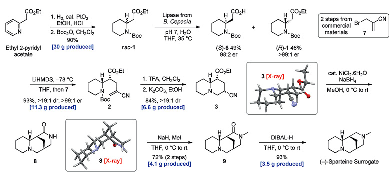 天然产物(-)-sparteine及其结构类似物的克级规模全合成- X-MOL资讯