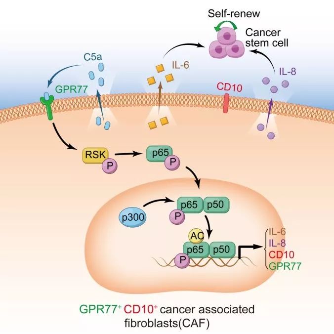 Cell丨宋尔卫团队揭示成纤维细胞亚群调控肿瘤干细胞新机制- X-MOL资讯