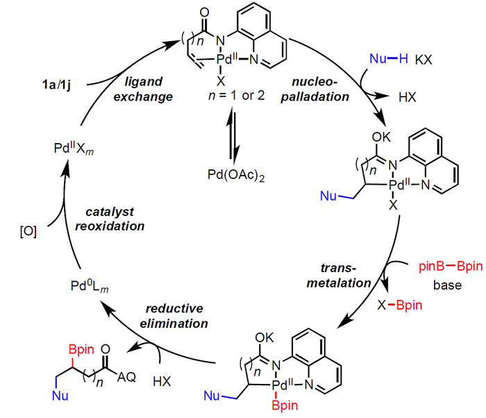 帅哥化学家Engle组JACS：Pd催化烯烃的碳硼化和胺硼化反应- X-MOL资讯