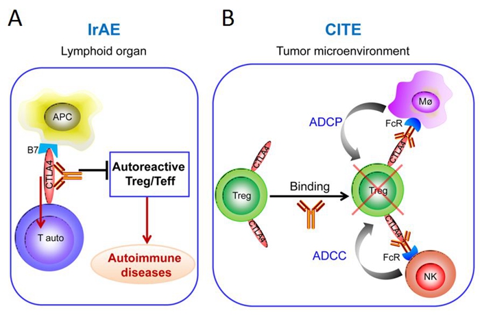 过去的理论又错了，两篇研究长文报道CTLA-4抗体在肿瘤免疫治疗中的新机制新模型- X-MOL资讯