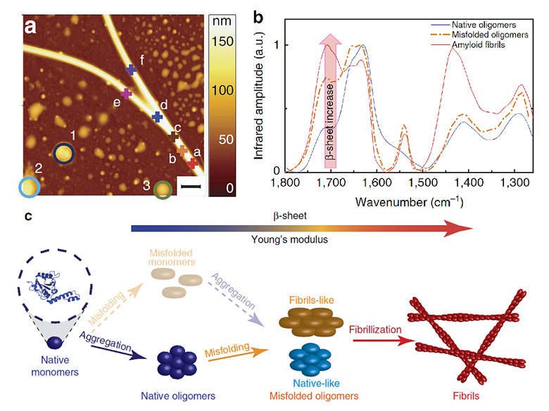 纳米尺度下的化学表征：AFM-IR- X-MOL资讯
