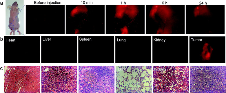唐本忠院士团队：水溶性 AIEgen 用于生物成像与光动力治疗- X-MOL资讯