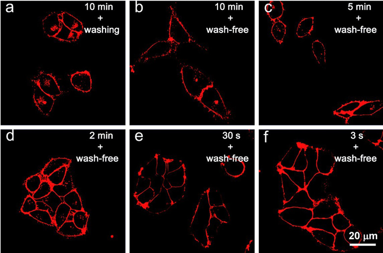 唐本忠院士团队：水溶性 AIEgen 用于生物成像与光动力治疗- X-MOL资讯