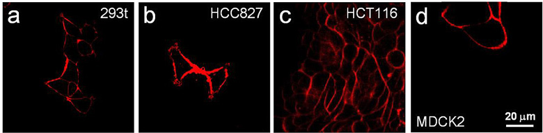 唐本忠院士团队：水溶性 AIEgen 用于生物成像与光动力治疗- X-MOL资讯