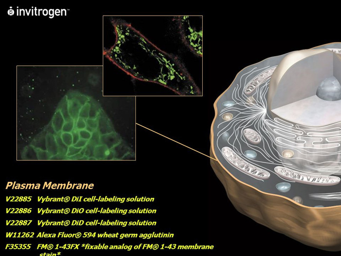 唐本忠院士团队：水溶性 AIEgen 用于生物成像与光动力治疗- X-MOL资讯