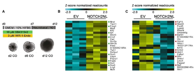 NOTCH2NL揭示人脑尺寸进化之谜- X-MOL资讯