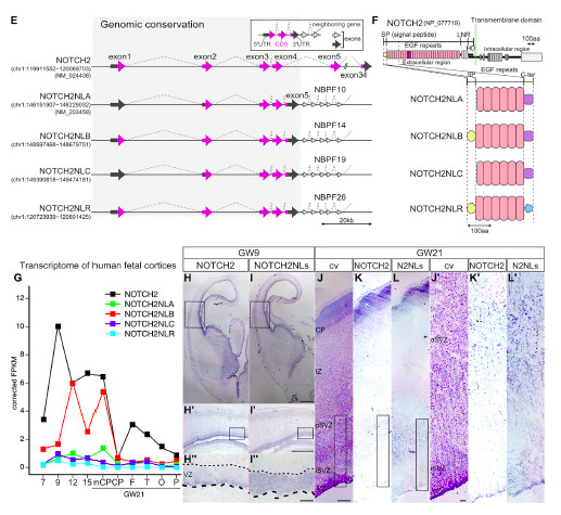 NOTCH2NL揭示人脑尺寸进化之谜- X-MOL资讯