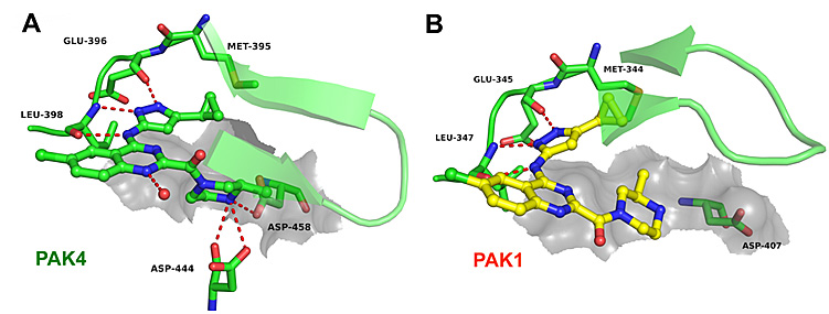 众里寻她：基于结构的新型选择性PAK4抑制剂的设计与发现- X-MOL资讯