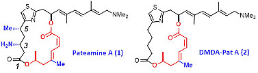 Pateamine A 及DMDA-Pat A的催化不对称全合成- X-MOL资讯